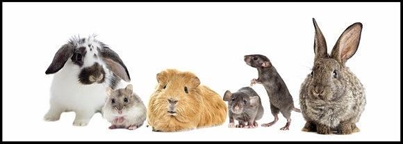 Rongeurs petits mammifères - Montréal, Grandby, Saint-Jean-sur ...